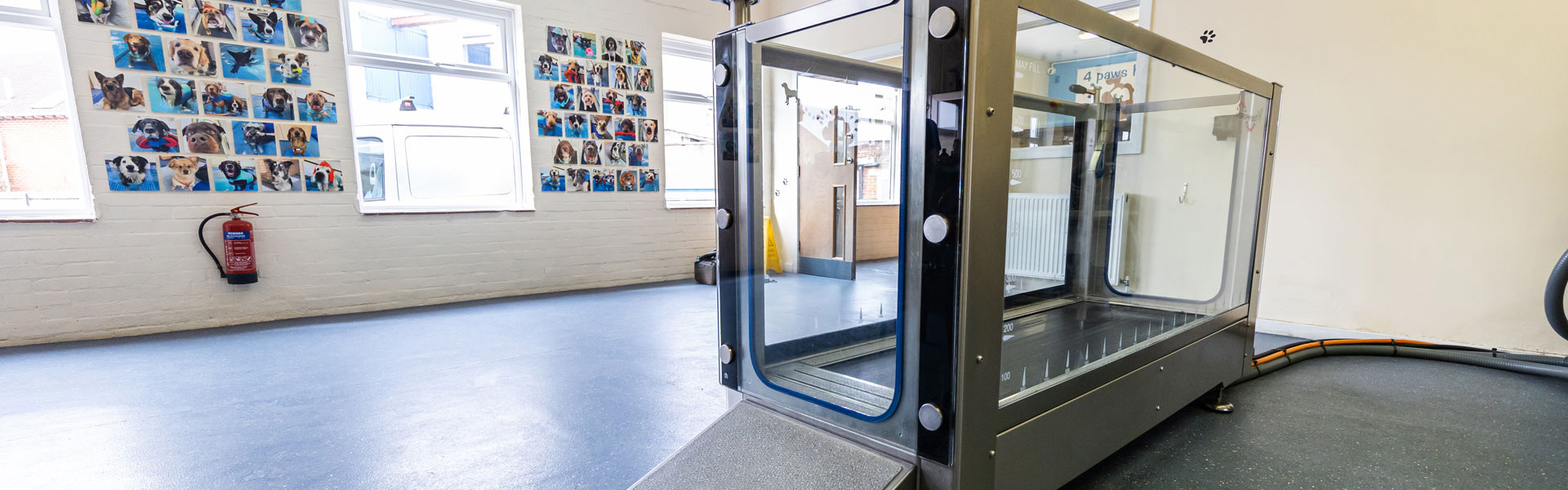 Hydrotherapy for Dogs and Cats - how hydrotherapy can benefit animals