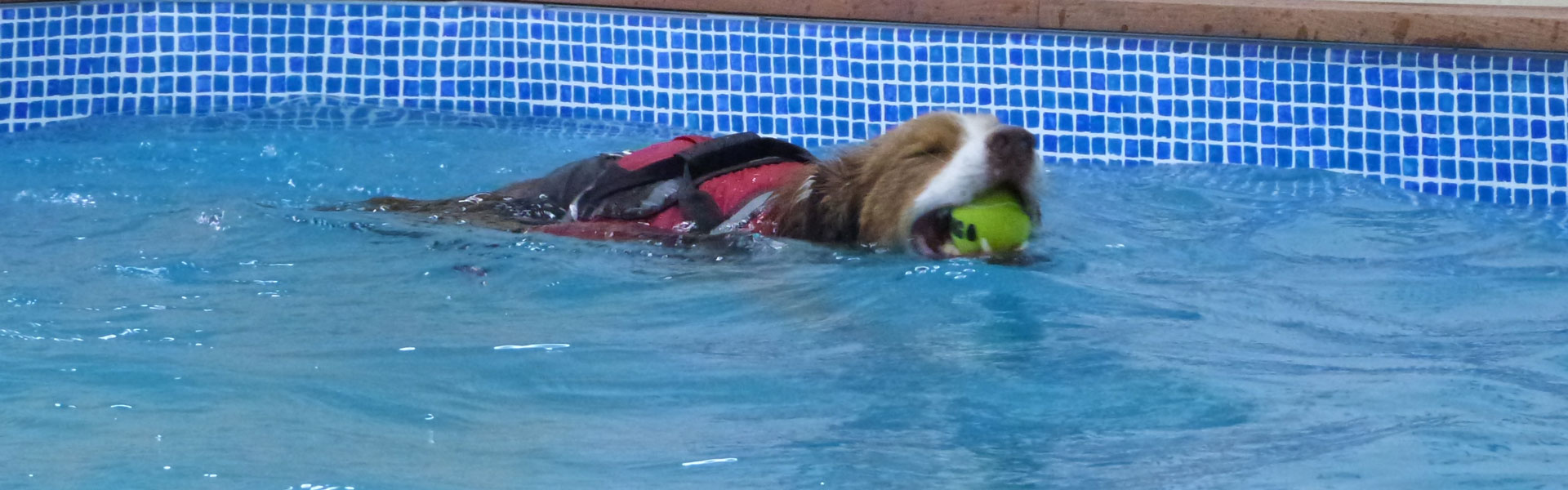 Physiotherapy, Pool and Aquatic Treadmill - Hydrotherapy Services for ...